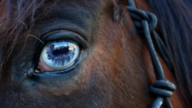 These Horse Breeds Dominate The Rodeo Scene - COWGIRL Magazine