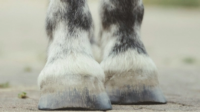 Full Quarter Horse Bars VS Semi - COWGIRL Magazine