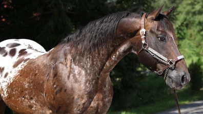 Tomahawk Steak with Black Mamba Rub and Mango & Habanero Dipping Sauce ...
