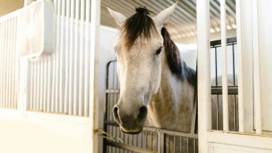 The 10 Best Horse Movies On Netflix