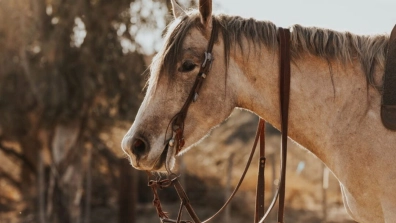 14 U.S. States That Have An Official State Horse - COWGIRL Magazine