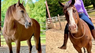 5 Interesting Facts About Brumby Horses - COWGIRL Magazine