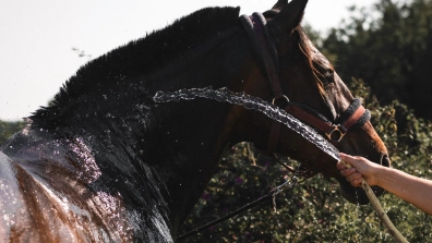 How To Tie A Western Knot - COWGIRL Magazine