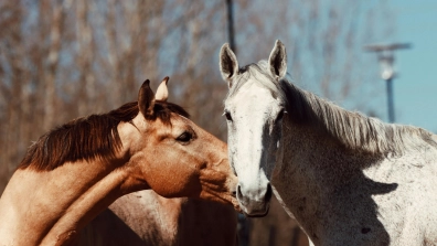 The 6 Classes Of Ranch Versatility - COWGIRL Magazine