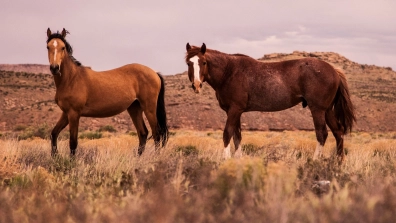 Learn How To Rope With YETI's Slick Horns Roping Dummy - COWGIRL Magazine