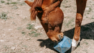 Why Is Your Horse Drooling? - COWGIRL Magazine