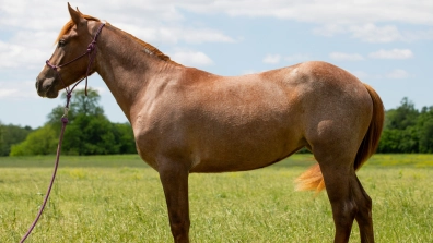 10 Fun Activities For Horsey Kids