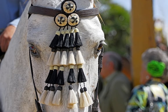 Spanish Barb: The Original Horse - Cowgirl Magazine