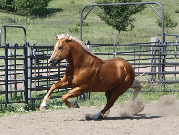 Spanish Barb: The Original Horse - Cowgirl Magazine