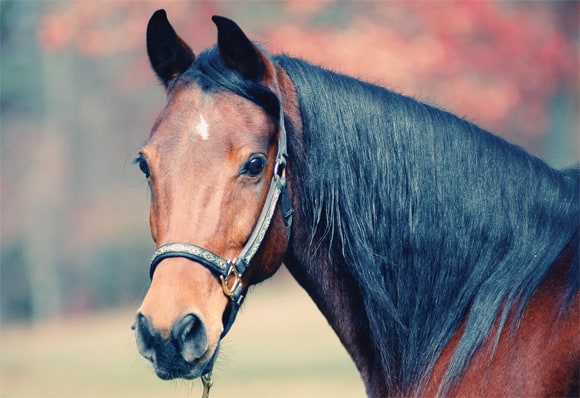 Spanish Barb: The Original Horse - Cowgirl Magazine