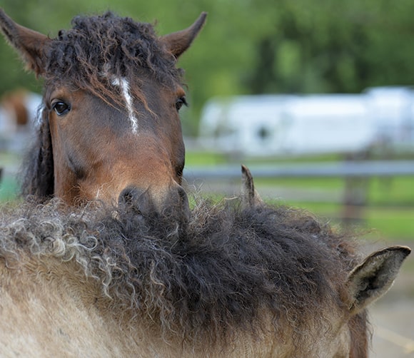 The American Bashkir Curly - COWGIRL Magazine