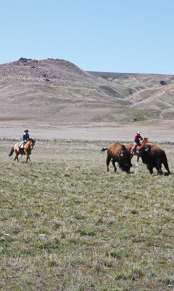 Herding Belligerent Bison - COWGIRL Magazine
