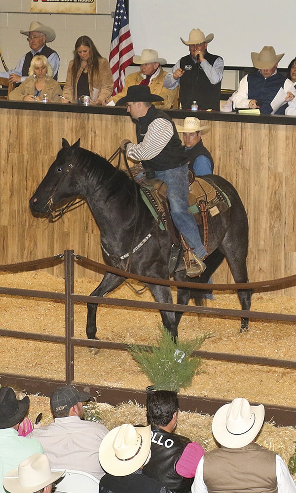 Creatures of Comfort: Getting a Gelding - COWGIRL Magazine