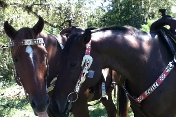 5 Belt Headstalls We Love - COWGIRL Magazine