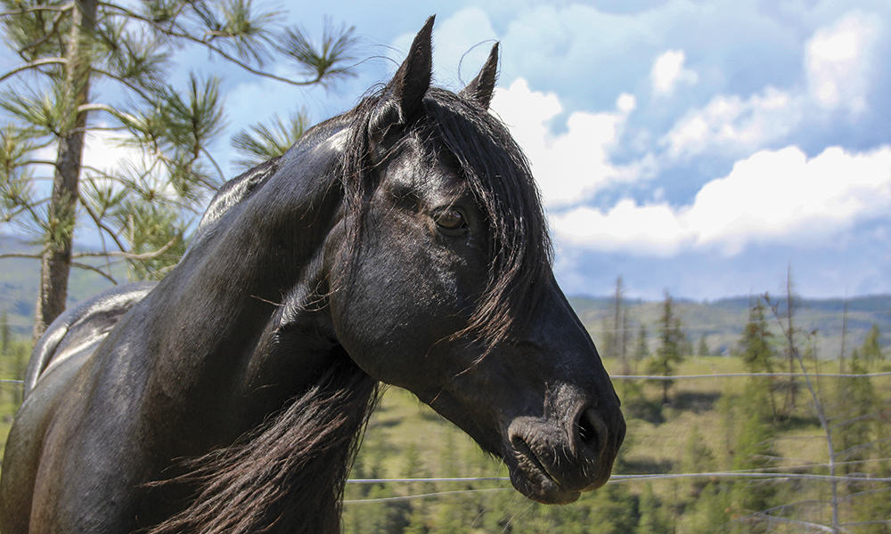 Iron Horse: The Canadian Horse - COWGIRL Magazine