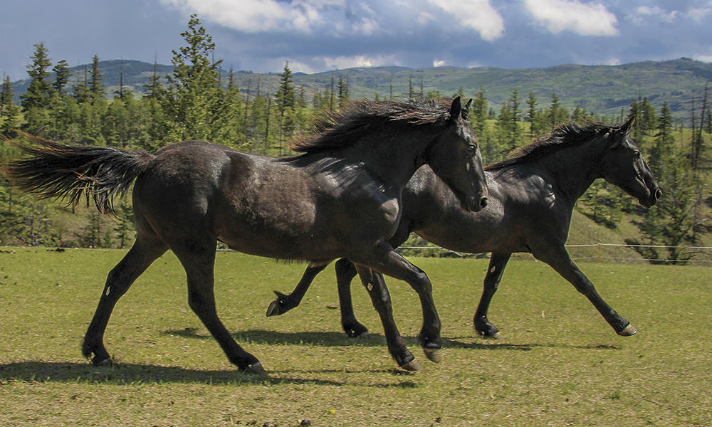 Iron Horse: The Canadian Horse - COWGIRL Magazine