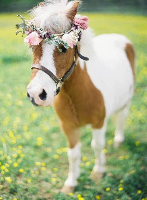 Horses & Flowers: Photography Inspiration - COWGIRL Magazine