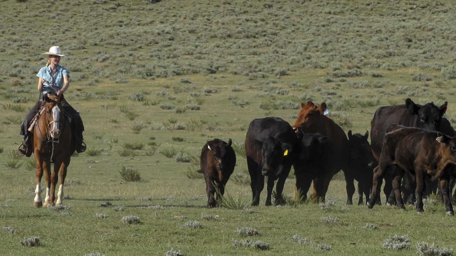 Riding the Range: Cattle Drives - COWGIRL Magazine