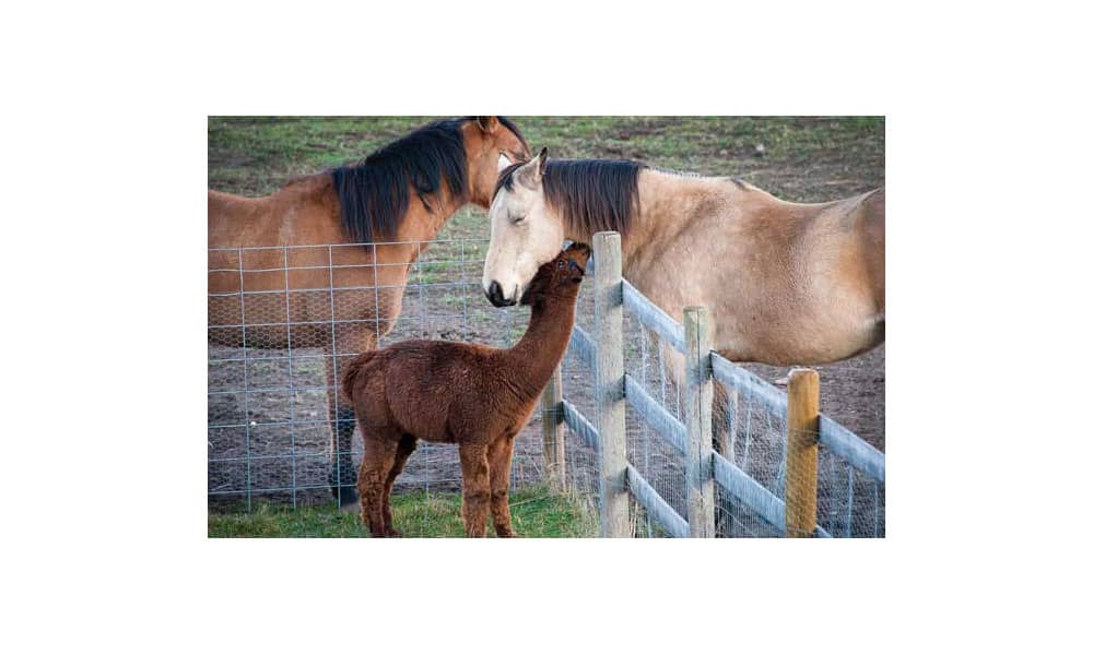 What's In Your Barnyard? - COWGIRL Magazine