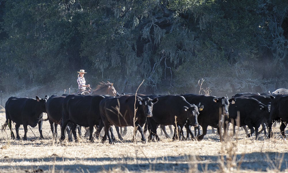 Modern Rancher Elizabeth Poett - COWGIRL Magazine
