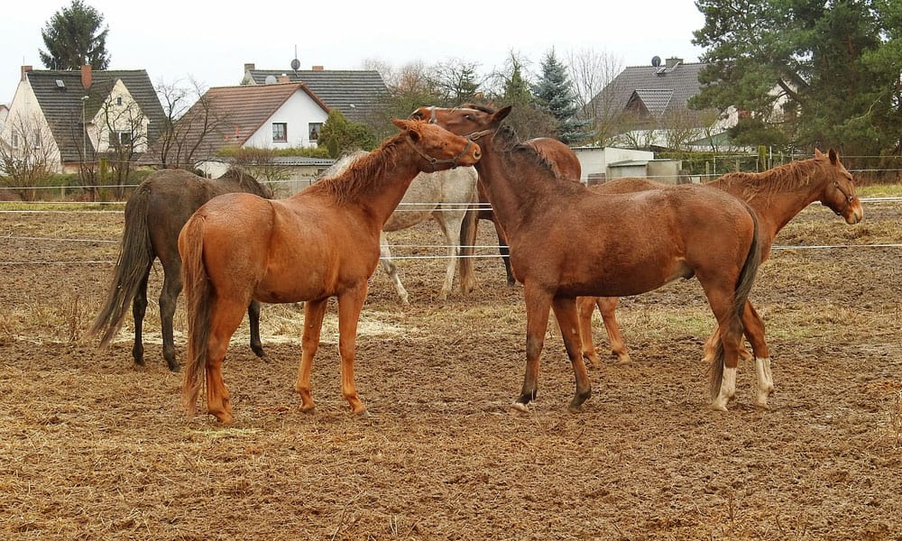 Why Your Farm Needs A Dry Lot - COWGIRL Magazine