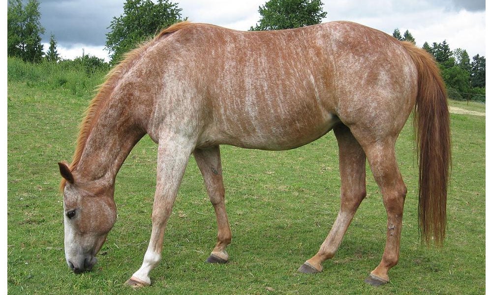 5 Stunning Horse Colors That'll Make You Gasp - COWGIRL Magazine