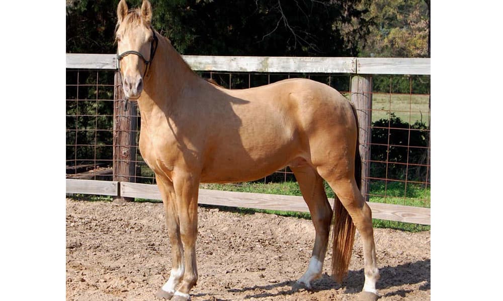 5 Stunning Horse Colors That'll Make You Gasp - COWGIRL Magazine