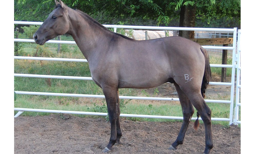 5 Stunning Horse Colors That'll Make You Gasp - COWGIRL Magazine