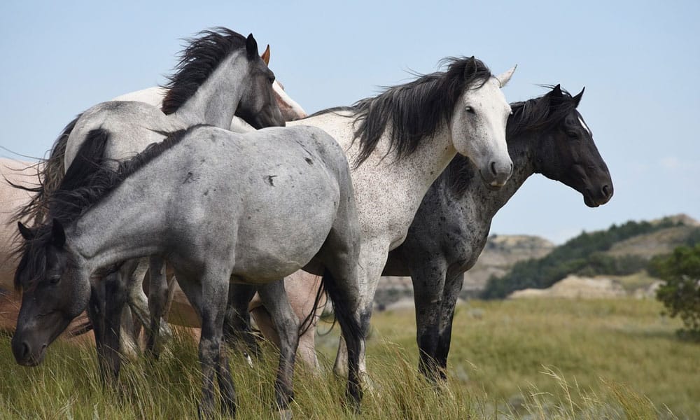 5 Stunning Horse Colors That'll Make You Gasp - COWGIRL Magazine