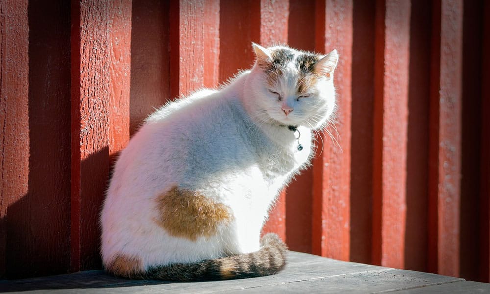3 Reasons You Need A Barn Cat - COWGIRL Magazine
