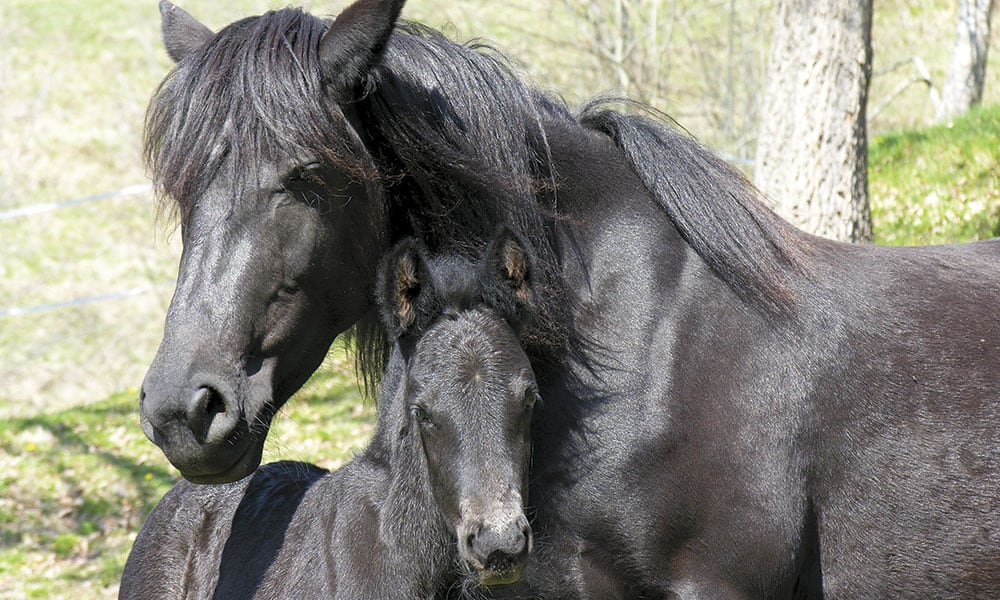 Cheval De Mérens - COWGIRL Magazine