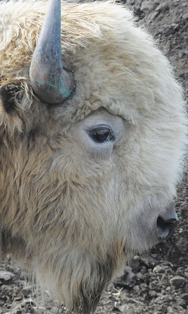 The Return Of The White Buffalo - COWGIRL Magazine