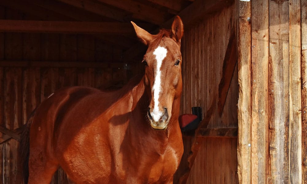 The Perfect Combination: Top 5 Crossbreeds - COWGIRL Magazine