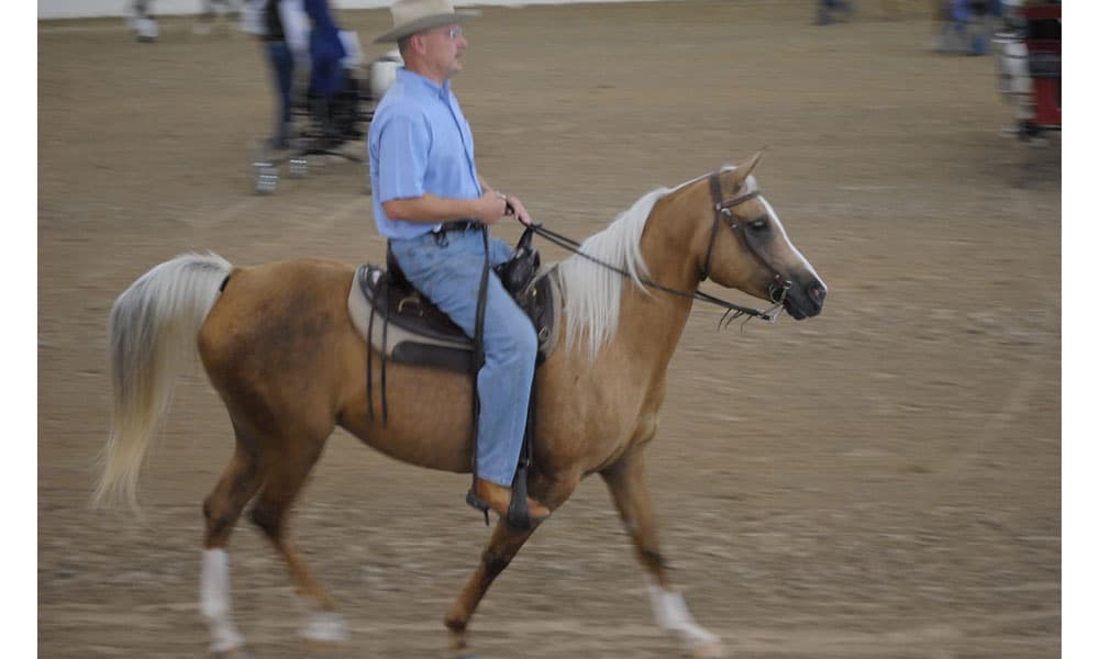 The Perfect Combination: Top 5 Crossbreeds - COWGIRL Magazine
