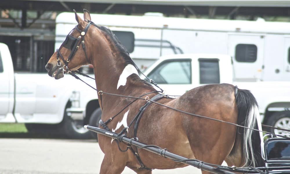 The Perfect Combination: Top 5 Crossbreeds - COWGIRL Magazine