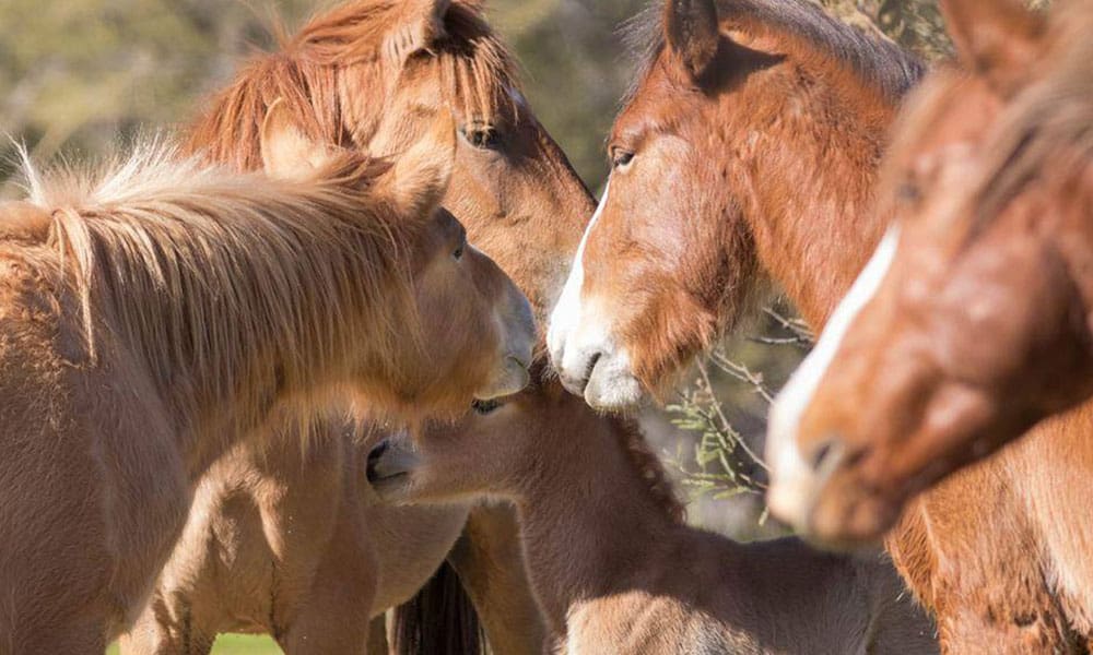 Wild Horse Etiquette: Protect The Mustangs - COWGIRL Magazine