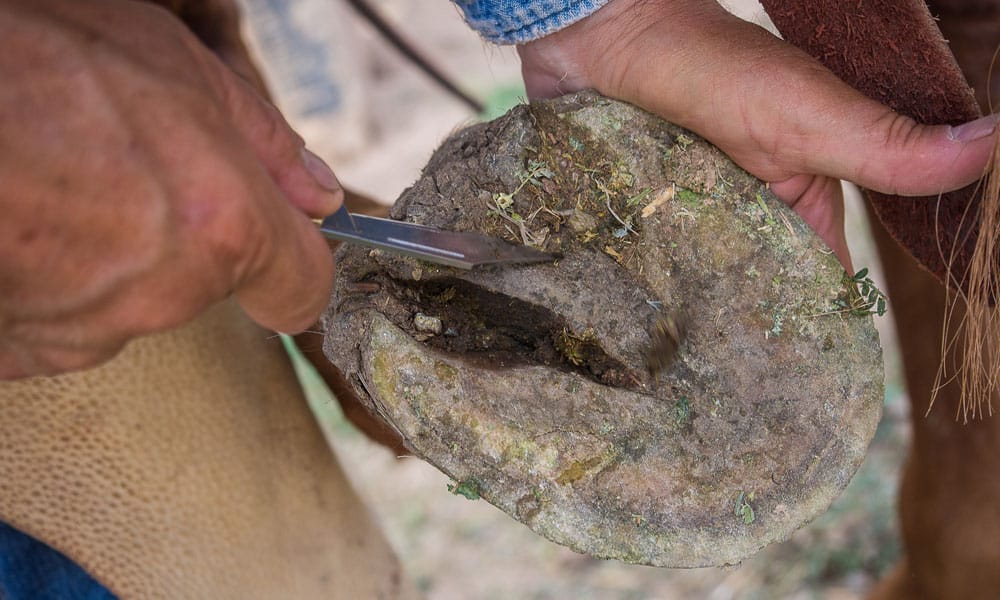 What Is Your Horse's Frog? - COWGIRL Magazine