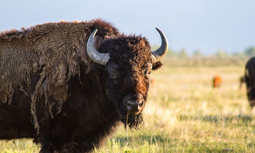 Zapata Ranch Brings On The Bison - COWGIRL Magazine