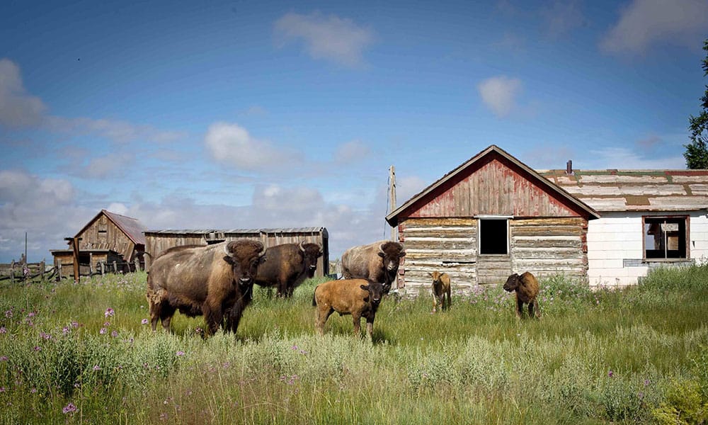 Zapata Ranch Brings On The Bison - COWGIRL Magazine