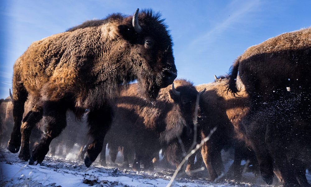Zapata Ranch Brings On The Bison - COWGIRL Magazine