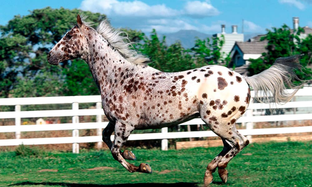 5 Fast Facts About Appaloosa Horses - COWGIRL Magazine