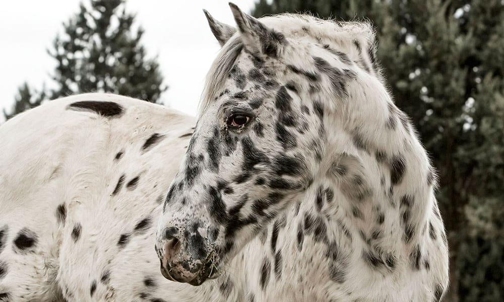 5 Fast Facts About Appaloosa Horses - COWGIRL Magazine