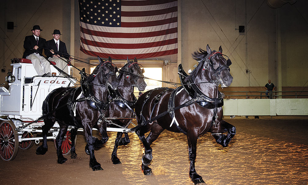 The Percheron - COWGIRL Magazine