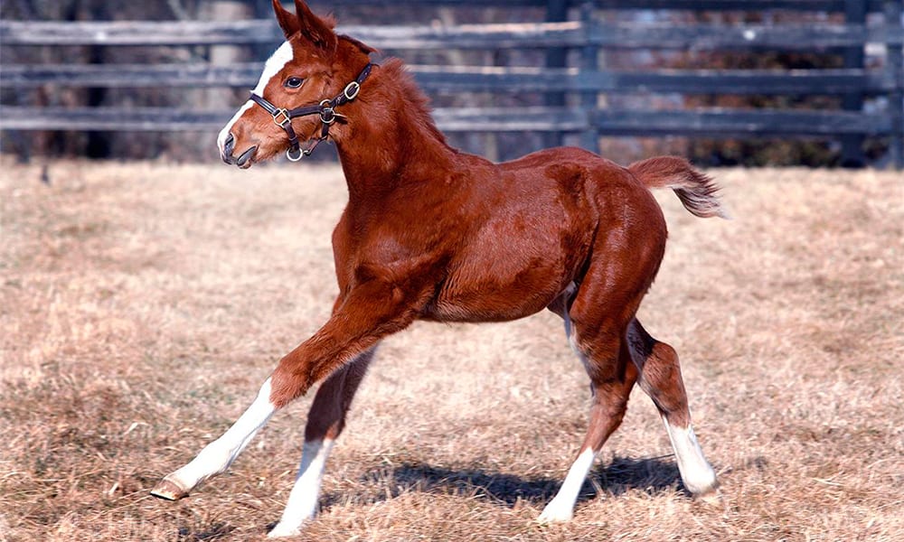 10 Cute Foals Guaranteed to Brighten Your Day - COWGIRL Magazine