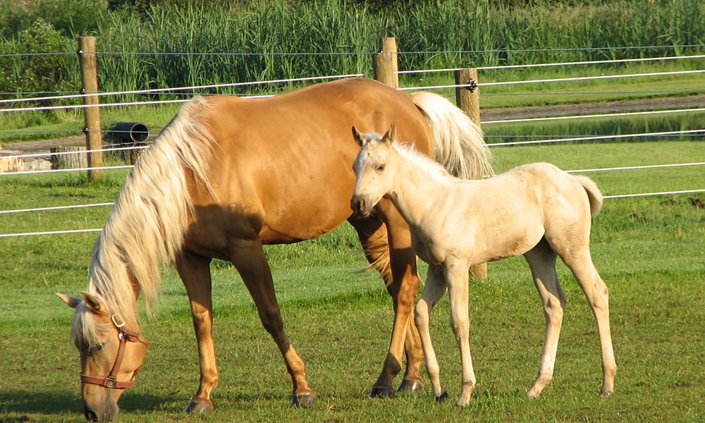 10 Cute Foals Guaranteed to Brighten Your Day - COWGIRL Magazine