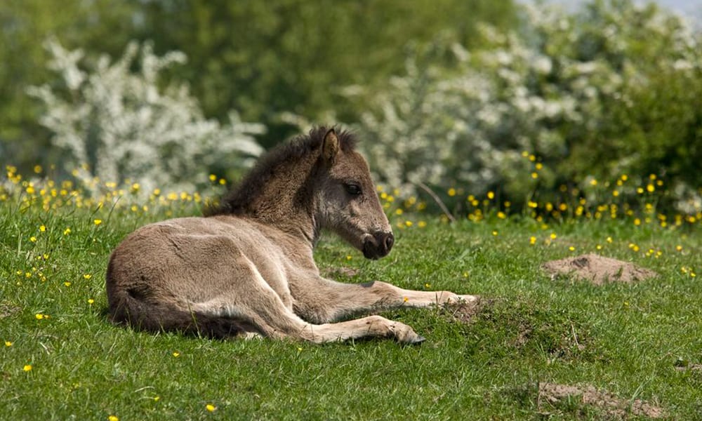 10 Cute Foals Guaranteed to Brighten Your Day - COWGIRL Magazine