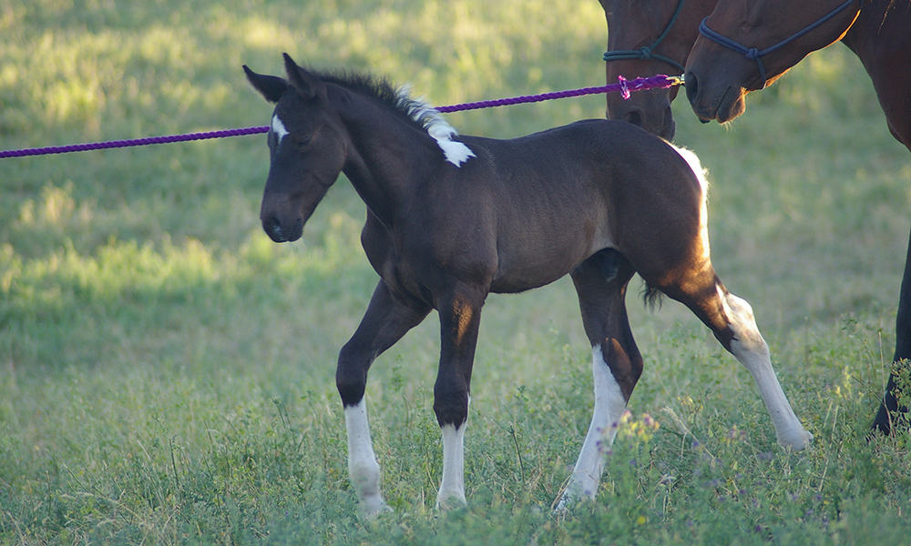 10 Cute Foals Guaranteed to Brighten Your Day - COWGIRL Magazine