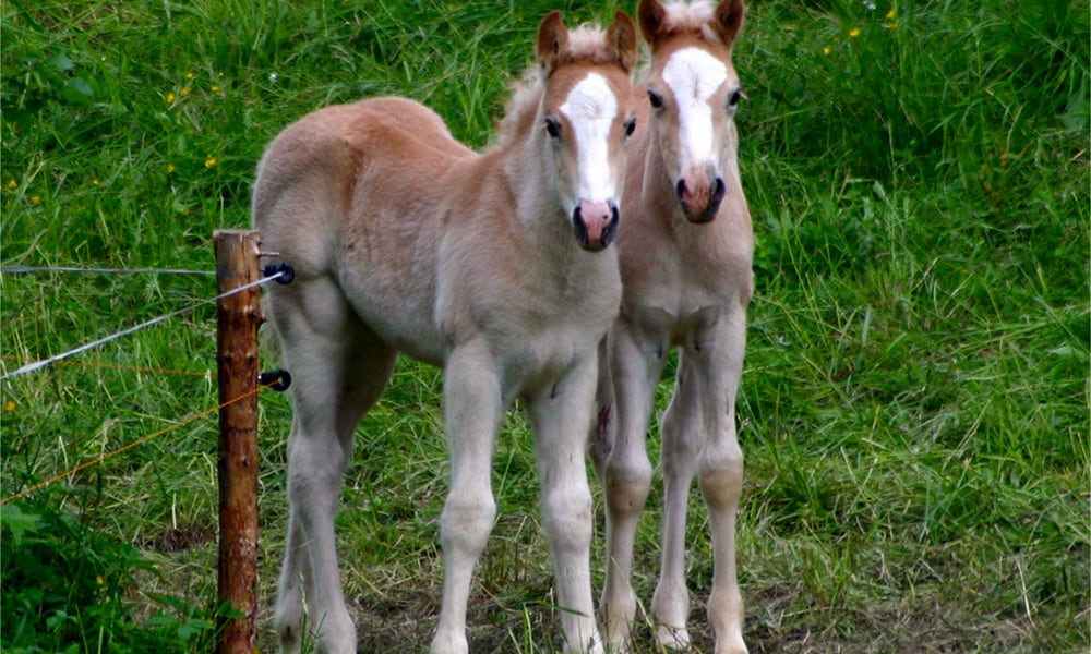 10 Cute Foals Guaranteed to Brighten Your Day - COWGIRL Magazine