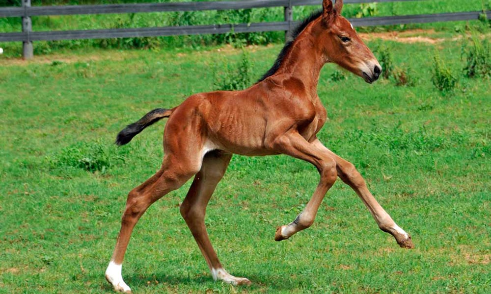 10 Cute Foals Guaranteed to Brighten Your Day - COWGIRL Magazine