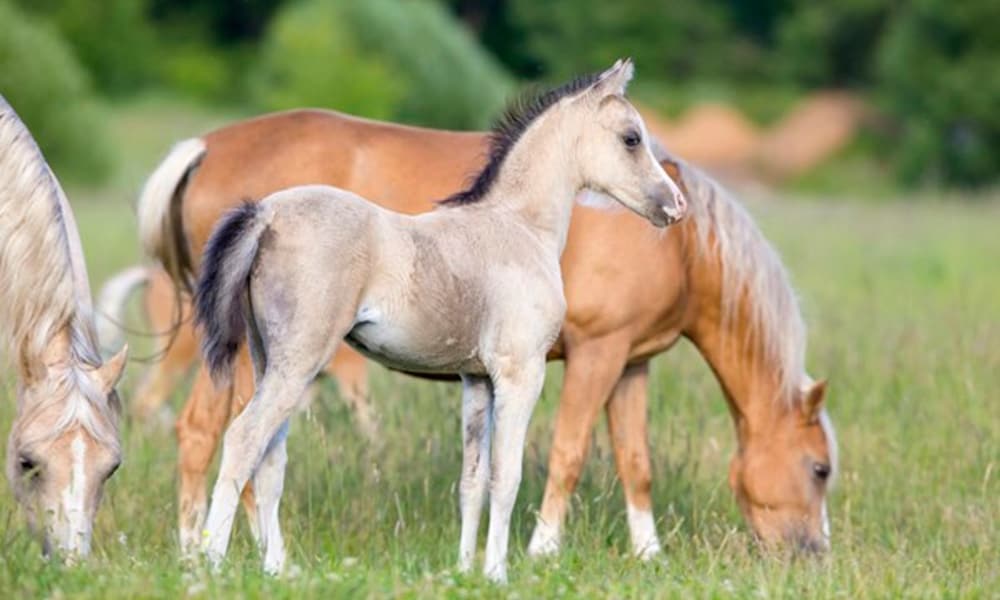 10 Cute Foals Guaranteed to Brighten Your Day - COWGIRL Magazine